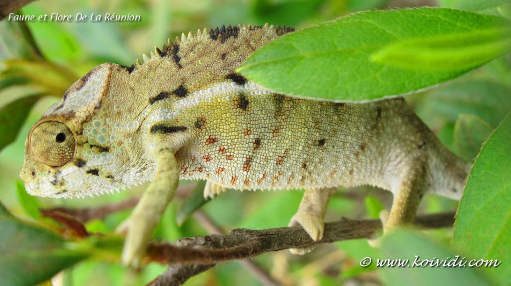 Lendormi, caméléon réunionnais - Koi vi di