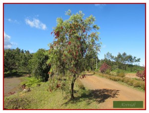 Koi vi di ? | Le rince-bouteilles une fleur qui mérite bien son nomLe ...