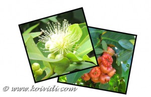 10 photos du jamalac – de la fleur au fruit - Koi vi di