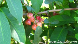 10 photos du jamalac – de la fleur au fruit - Koi vi di