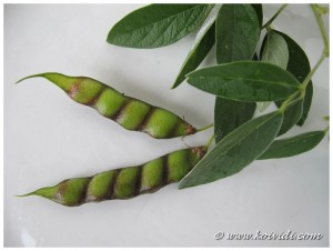 L’ambrevade ou le zambrovate : de la fleur au fruit - Koi vi di