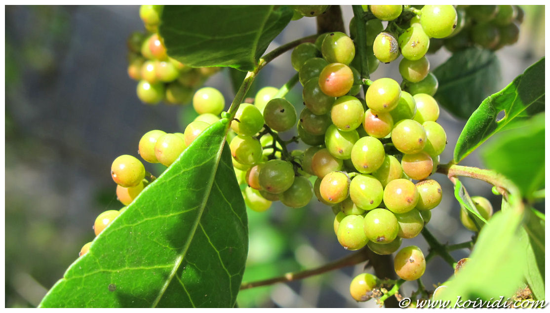 Koi vi di ? | Le poivre de la Réunion, baie rose ou poivre marronLe ...