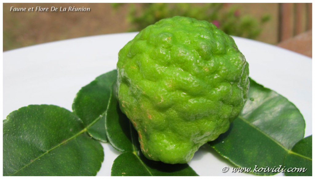 Saveur de la Réunion avec le combava - Koi vi di