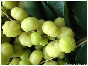 Girimbelle, surelle ou groseille étoilée - Koi vi di