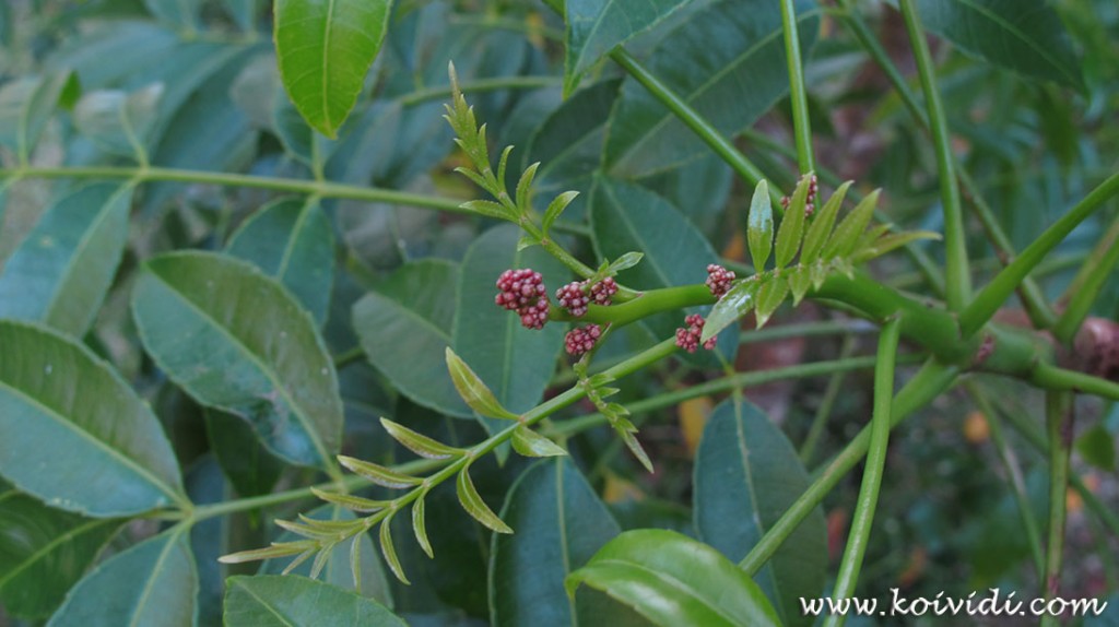 Prune de Cythère, évis ou zévi à la Réunion en images - Koi vi di