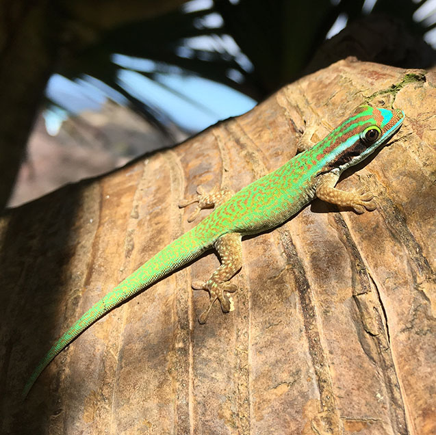 Le gecko vert de Manapany | Koi vi di