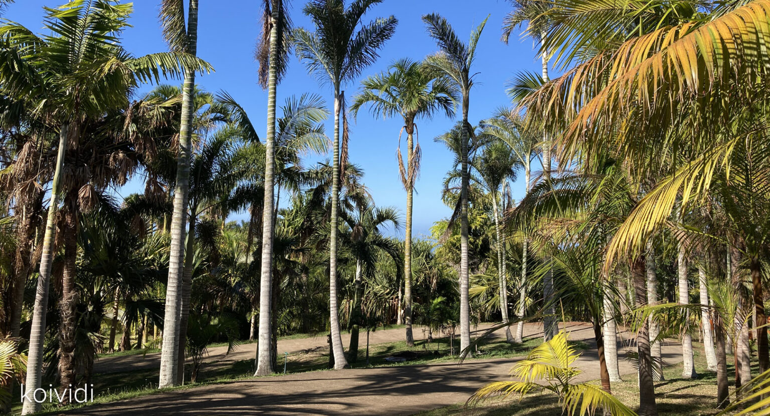 Koi vi di ? | Visite du Parc des PalmiersVisite du Parc des Palmiers ...